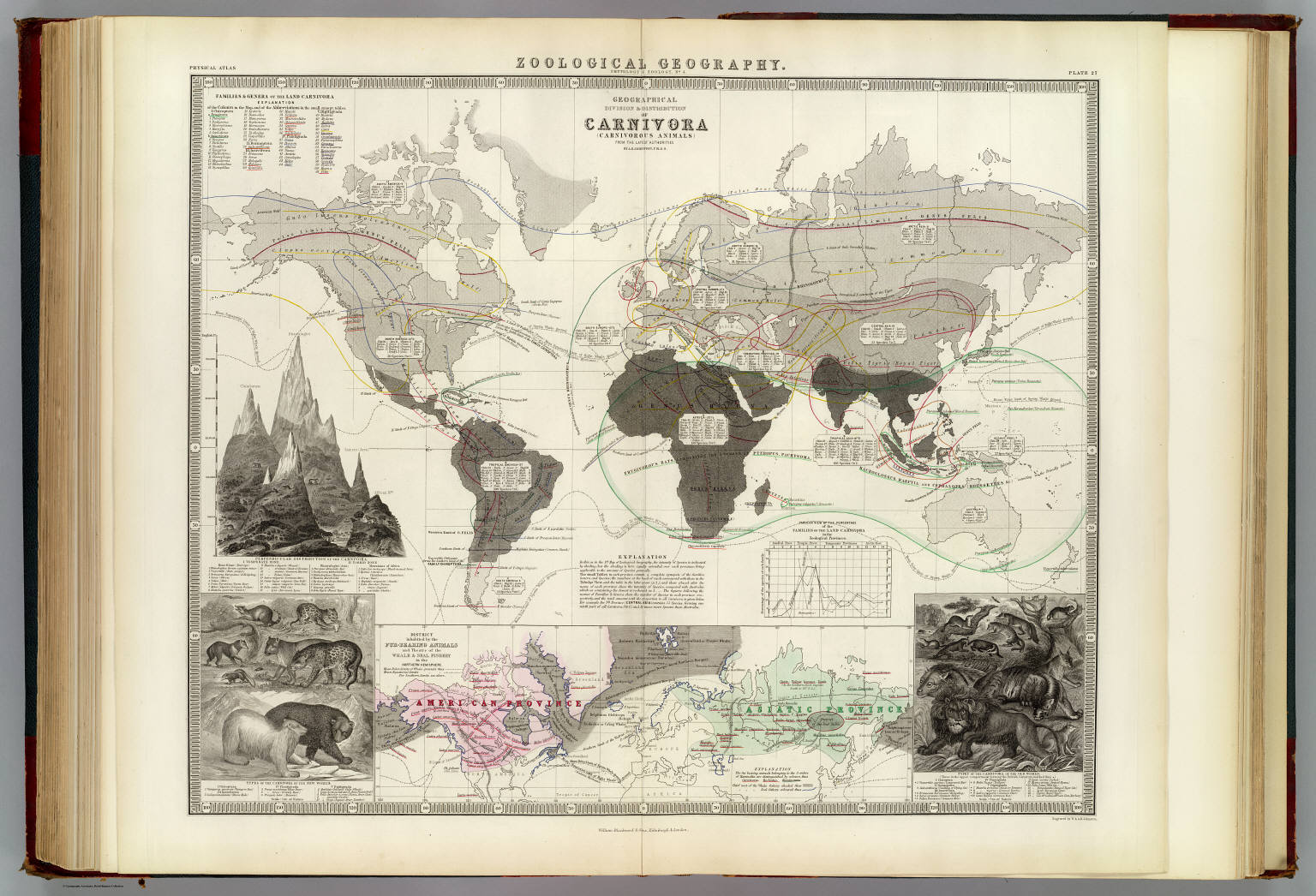 Carnivora. - David Rumsey Historical Map Collection