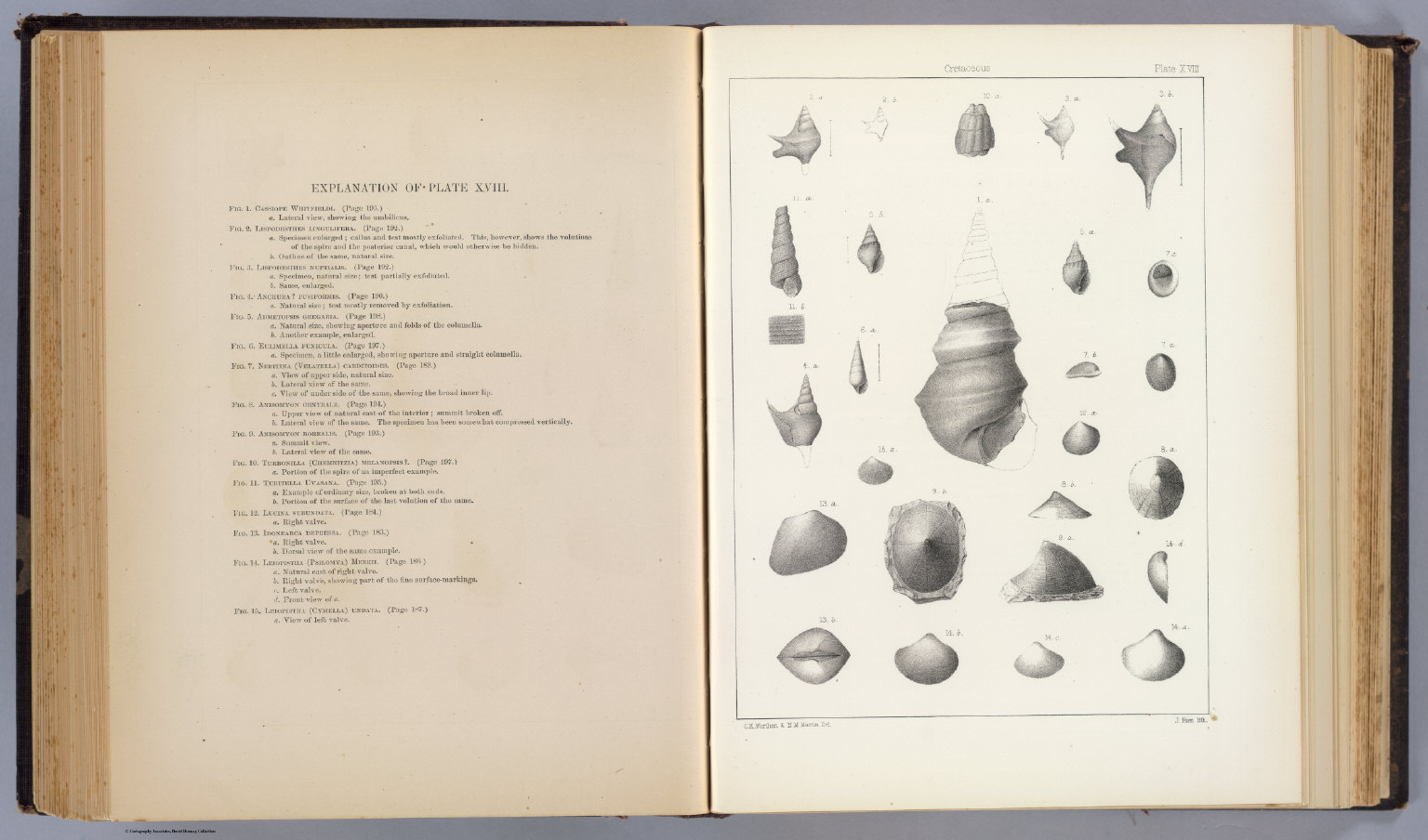 XVIII. Cretaceous. - David Rumsey Historical Map Collection