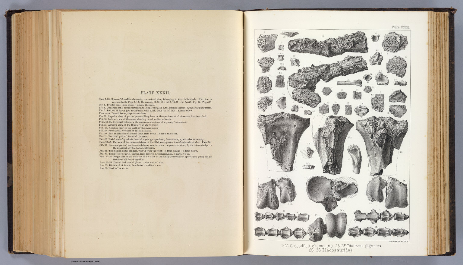 XXXII. Crocodilus, Diatryma gigantea, Placosauridae. - David Rumsey ...