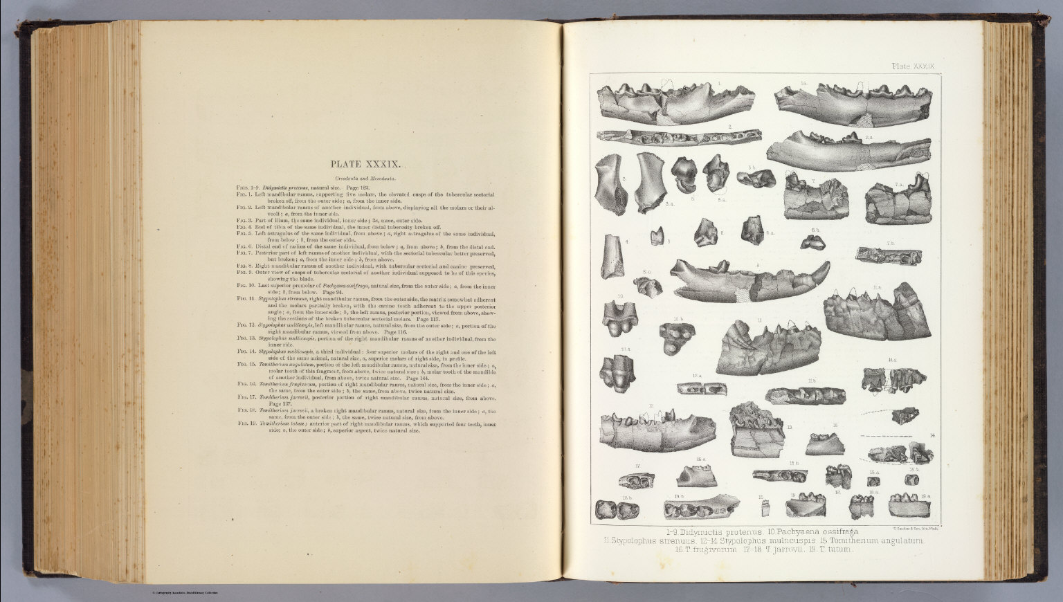 XXXIX. Didymictis, Pachyaena, Stypolophus strenuus, Tomitherium ...