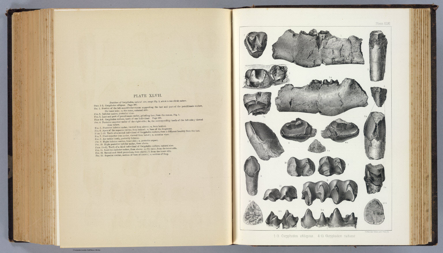 XLVII. Coryphodon. - David Rumsey Historical Map Collection