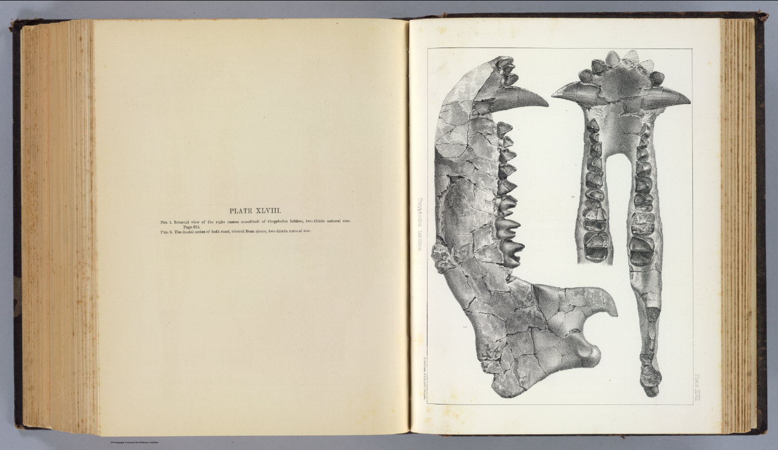 XLVIII. Coryphodon latidens. - David Rumsey Historical Map Collection