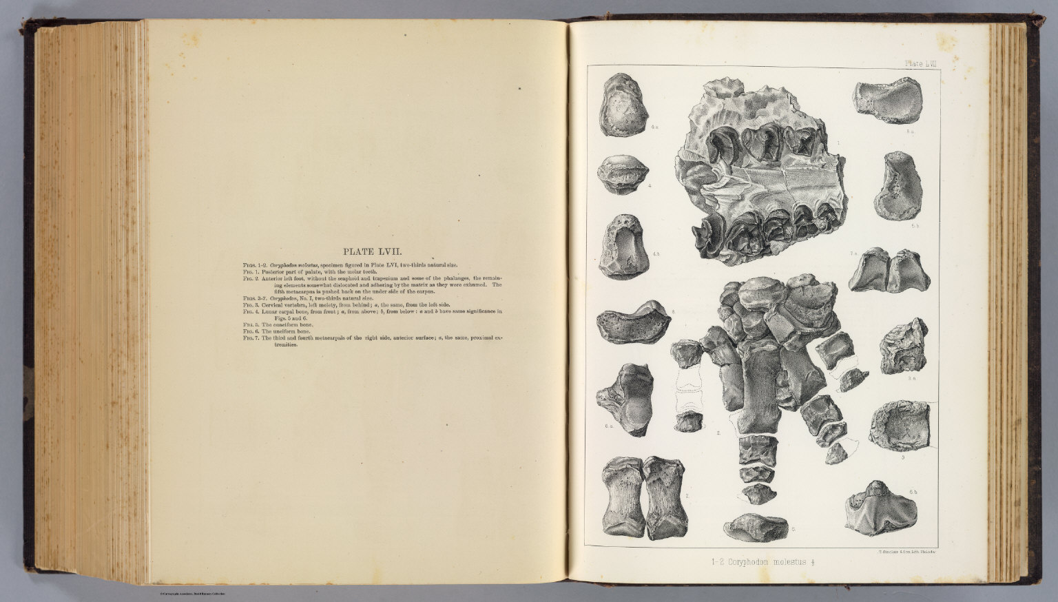 LVII. Coryphodon molestus. - David Rumsey Historical Map Collection