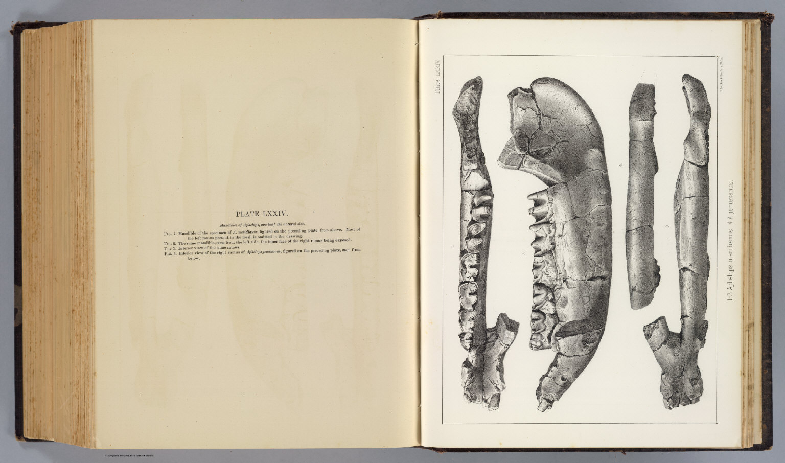 LXXIV. Aphelops. - David Rumsey Historical Map Collection