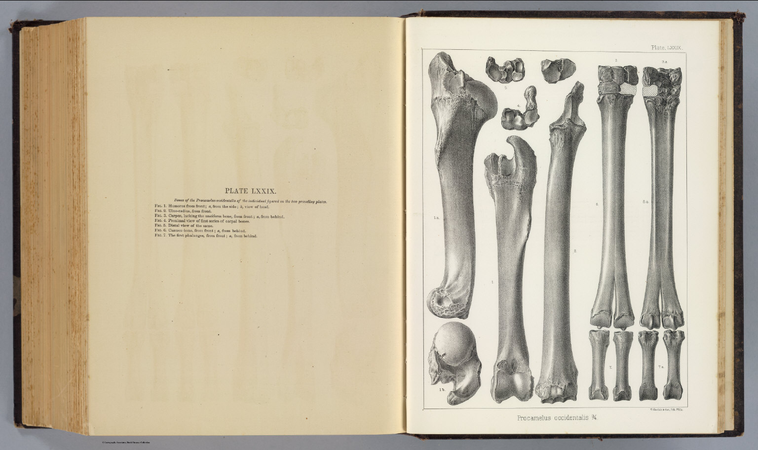 LXXIX. Procamelus occidentalis. - David Rumsey Historical Map Collection