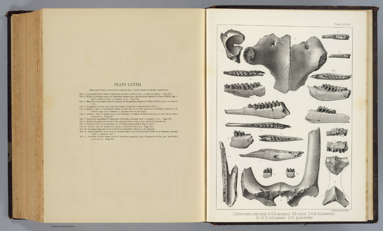 LXXXII. Dicrocerus. - David Rumsey Historical Map Collection