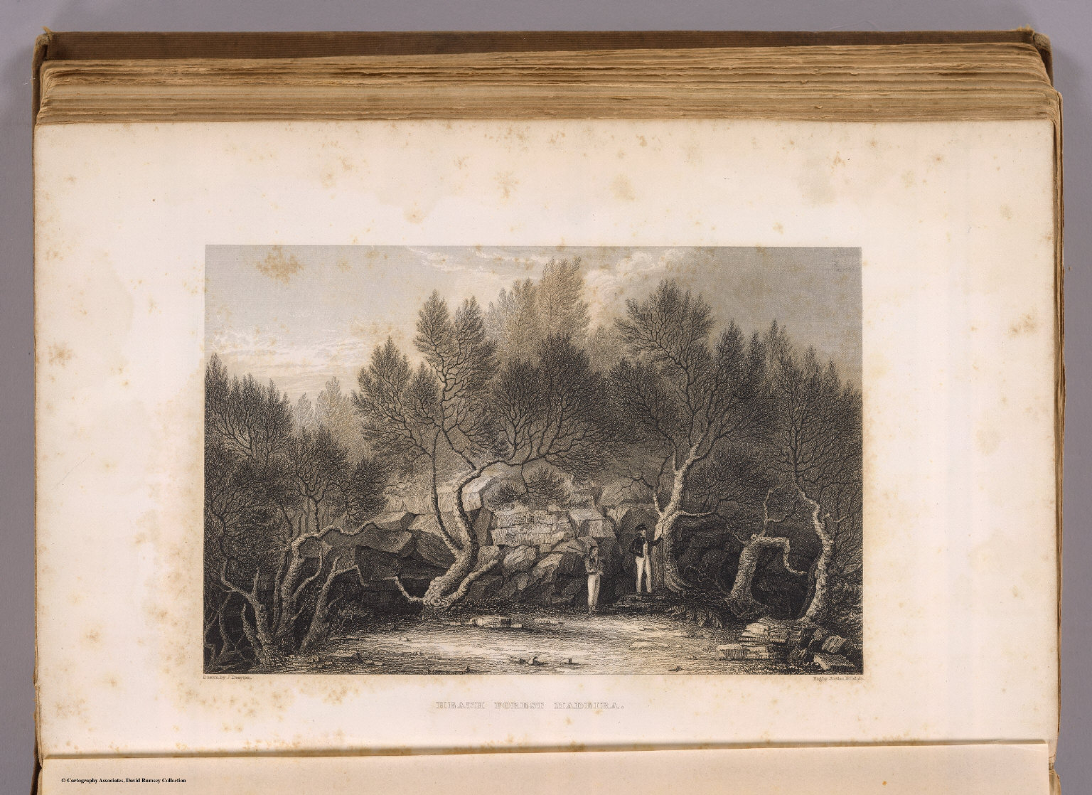 Heath forest, Madeira. - David Rumsey Historical Map Collection