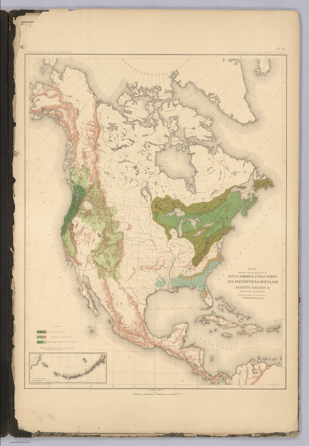 Distribution of Pinus Strobus, P. (Pinus) Palustris, and Pseudotsuga ...