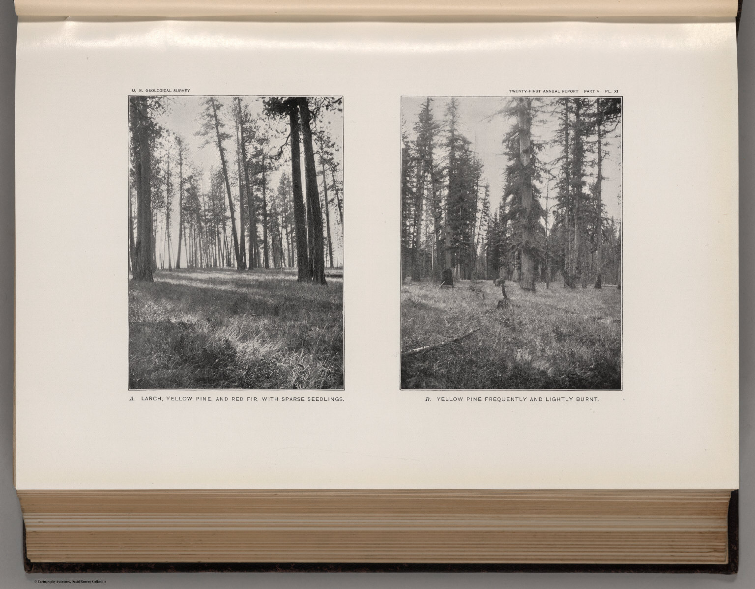View: Plate XI. Larch, Yellow Pine and Red Fir and Fire Effects ...