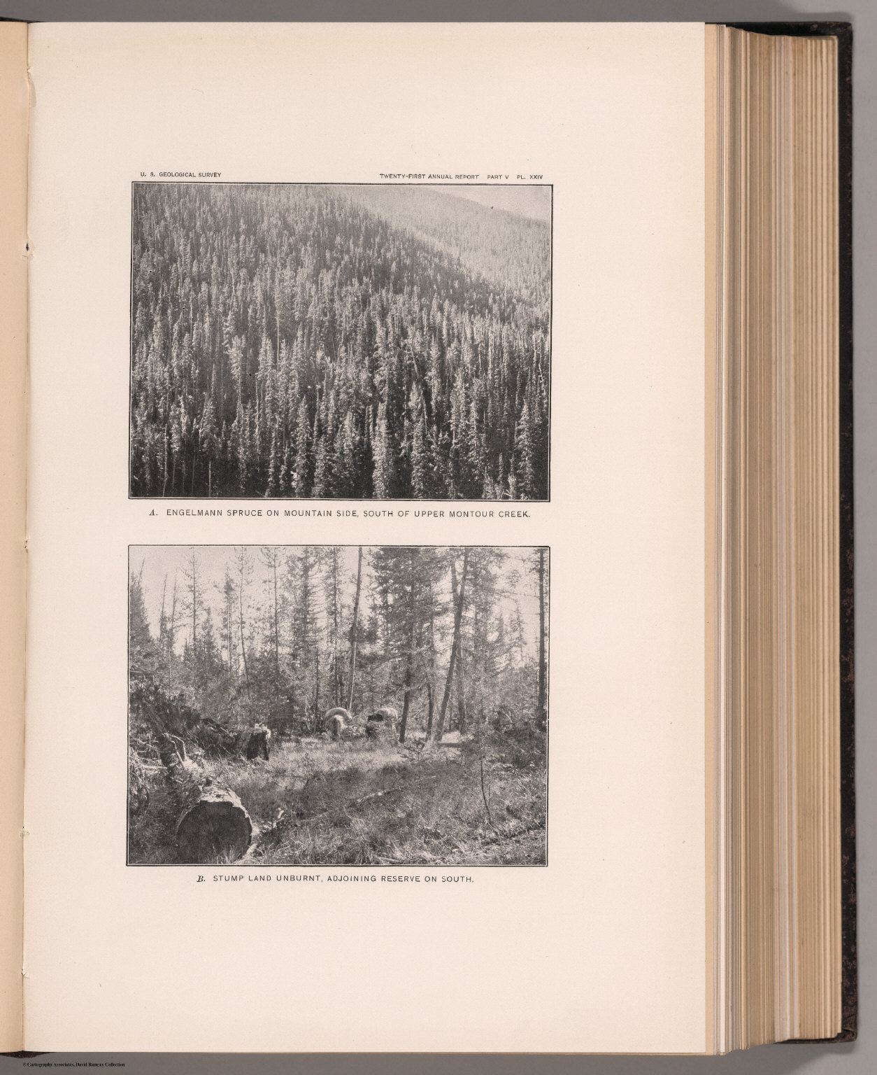 View: Plate XXIV. Engelmann Spruce South of Upper Montour Creek. Stump ...
