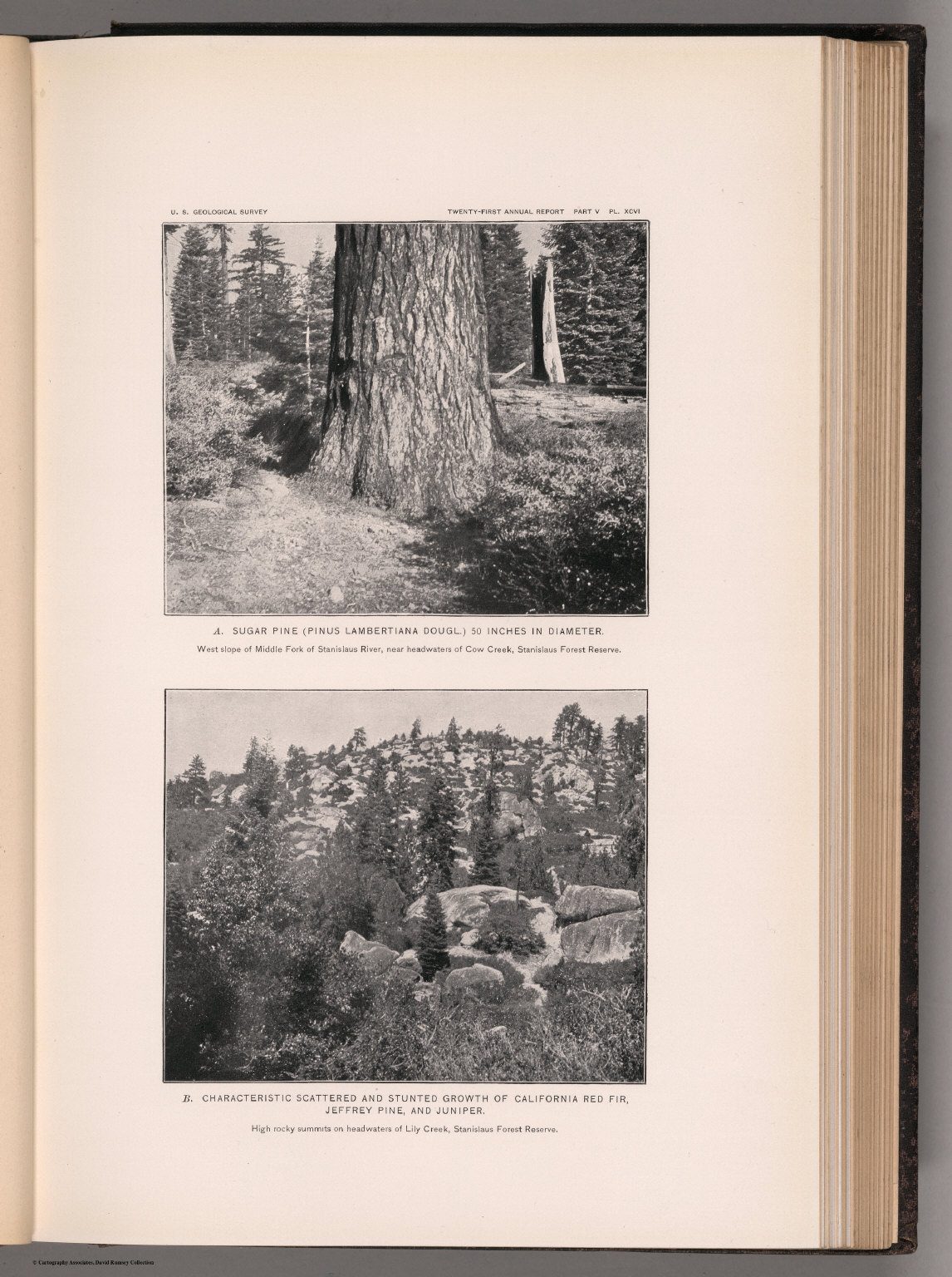 View: Plate XCVI. Sugar Pine, Red Fir, Jeffrey Pine and Juniper, Lily ...