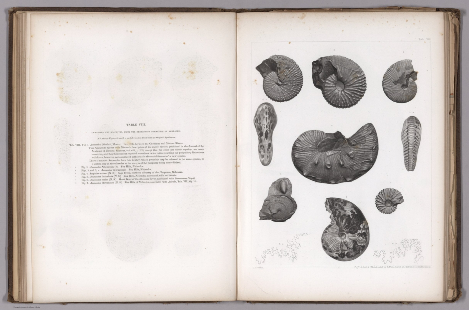 Table VIII. Ammonites and Scaphites, from the cretaceous formation of ...