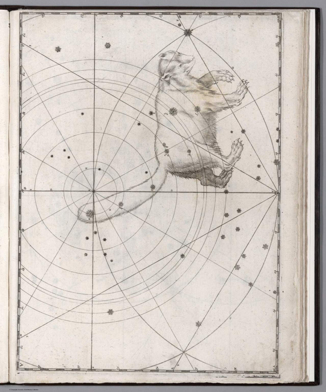 Constellation: Ursa Minor, Small Bear.. - David Rumsey Historical Map ...