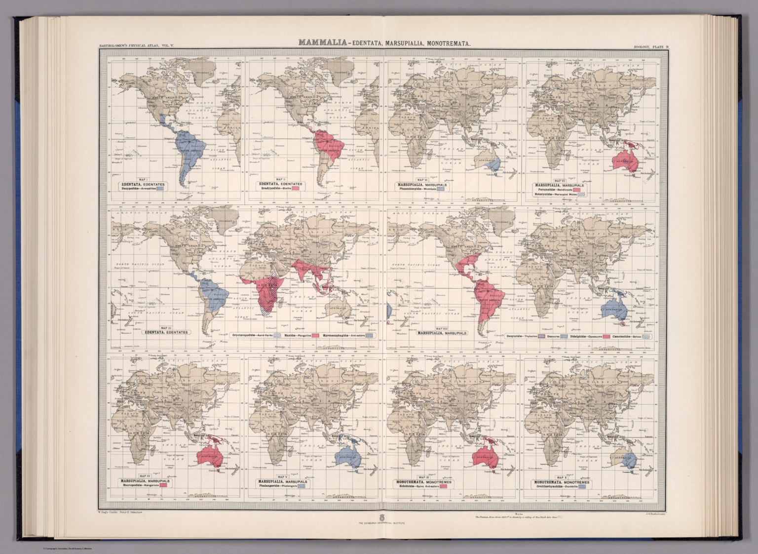 Plate 9. Mammalia - Edentata (Edentades); Marsupialia (Marsupials ...