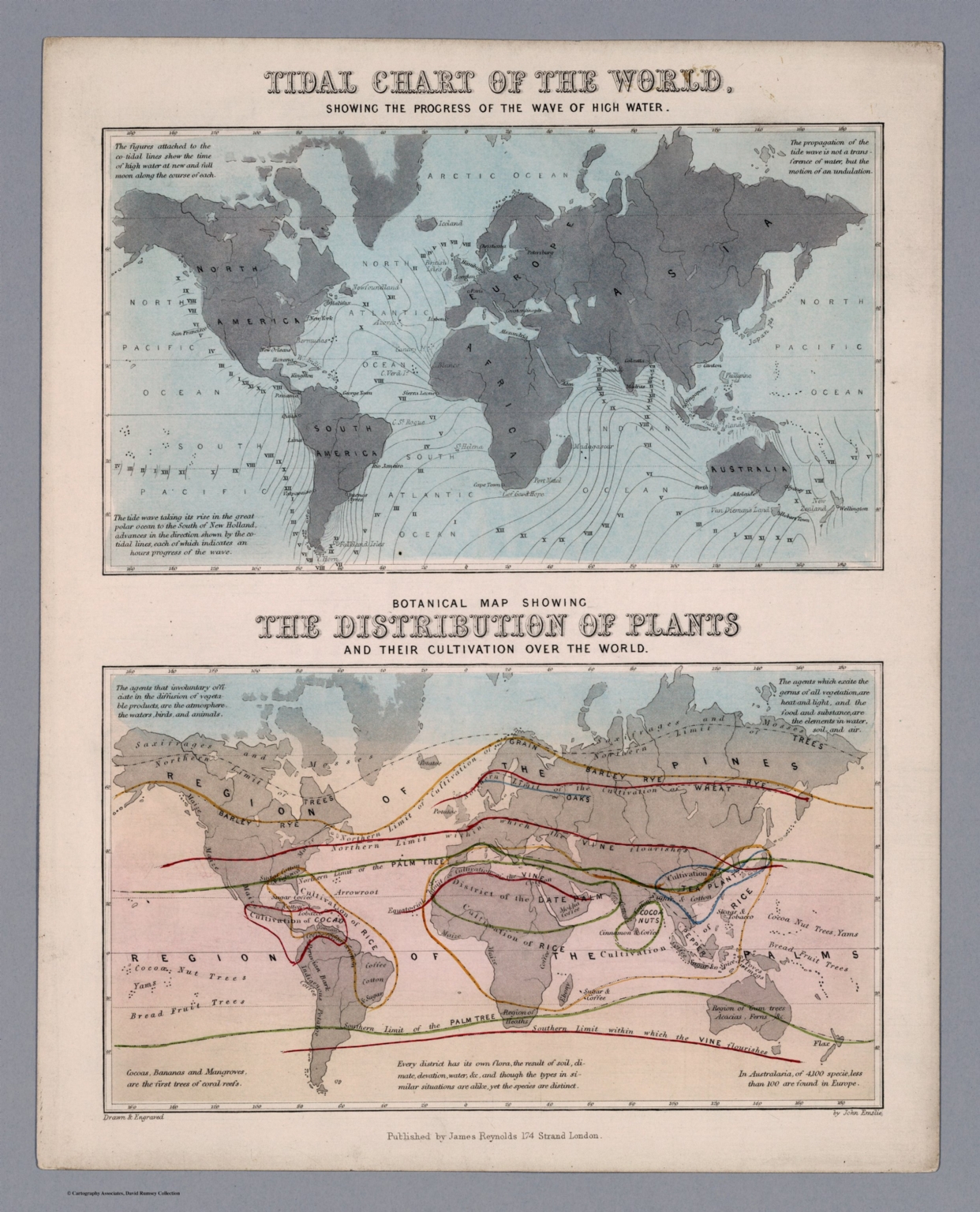 Tidal chart of the world. Botanical map showing the distribution of ...
