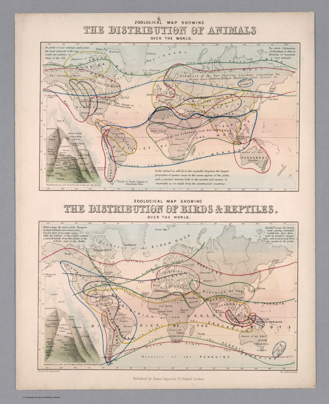 Zoological map showing the distribution of animals. Zoological map ...