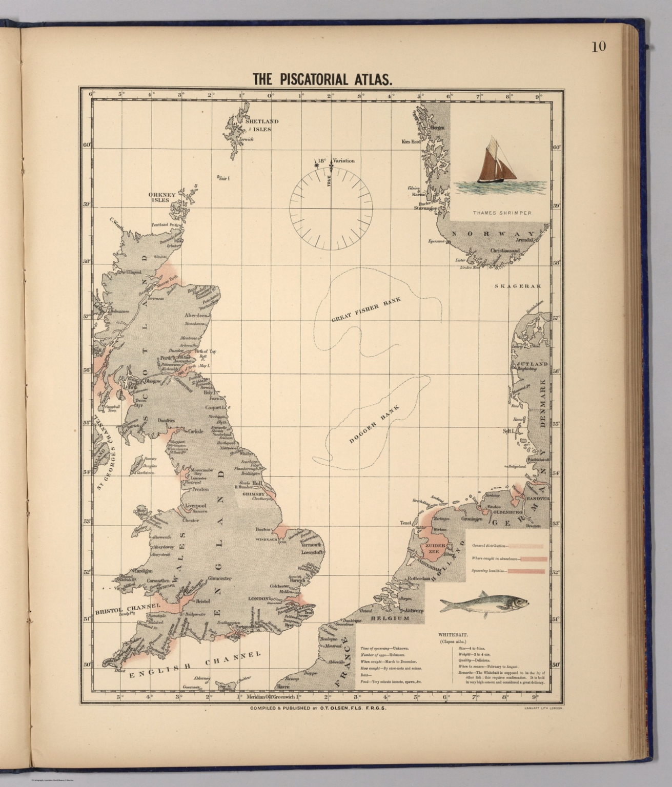 Whitebait (Clupia Alba) - David Rumsey Historical Map Collection