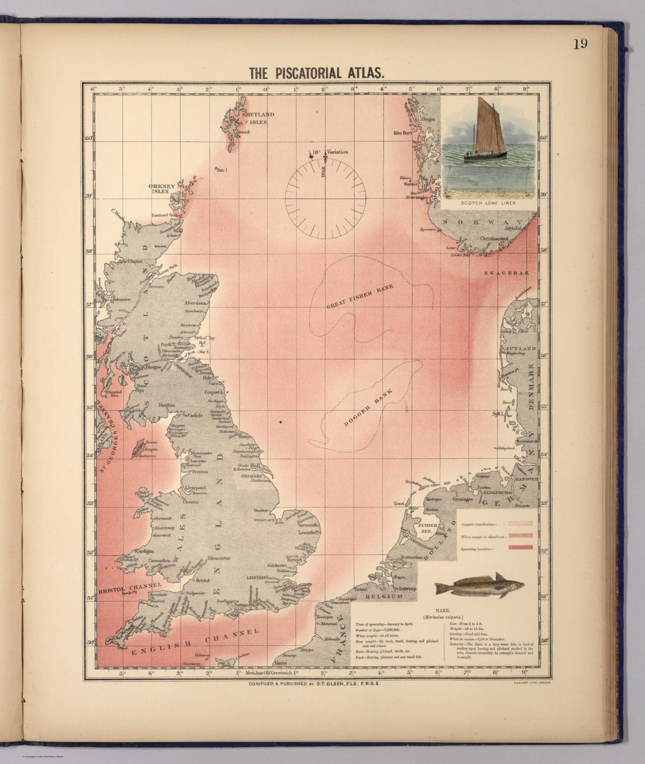 Hake (Merlucius vulgaris) - David Rumsey Historical Map Collection