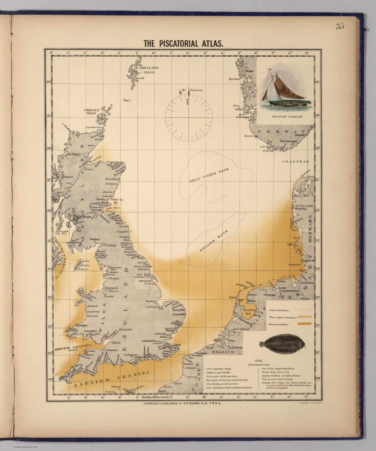 Sole (Pleuronectes solea) - David Rumsey Historical Map Collection
