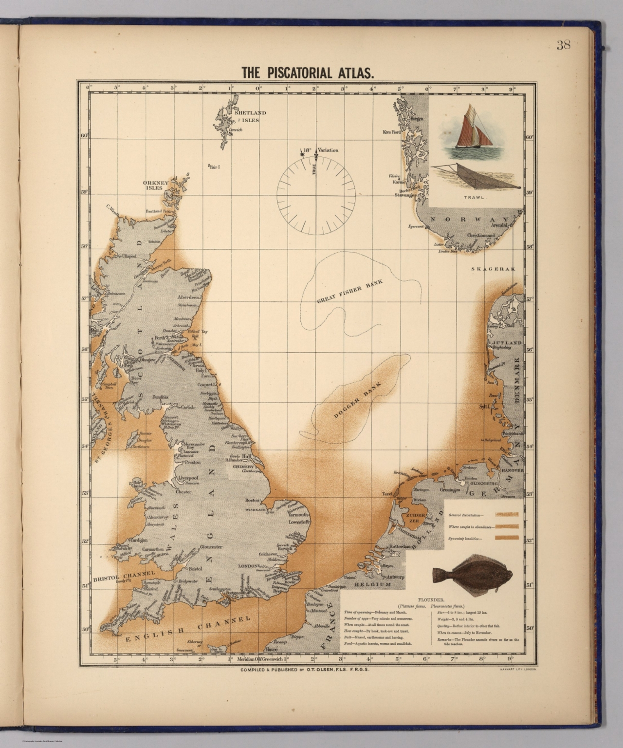 Flounder (Pleuronectes flesus. Platichthys flesus) - David Rumsey ...