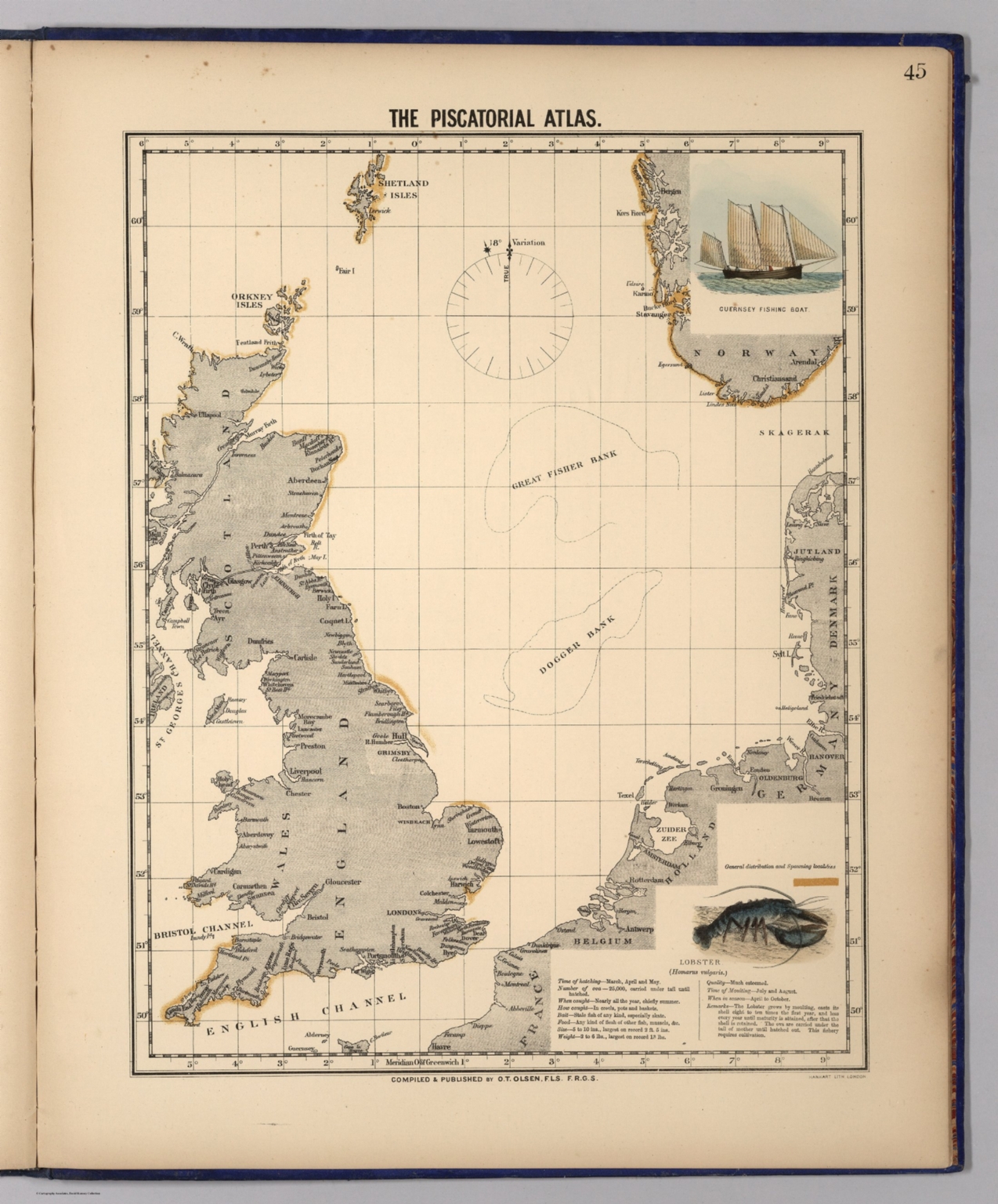Lobster (Homarus vulgaris) - David Rumsey Historical Map Collection