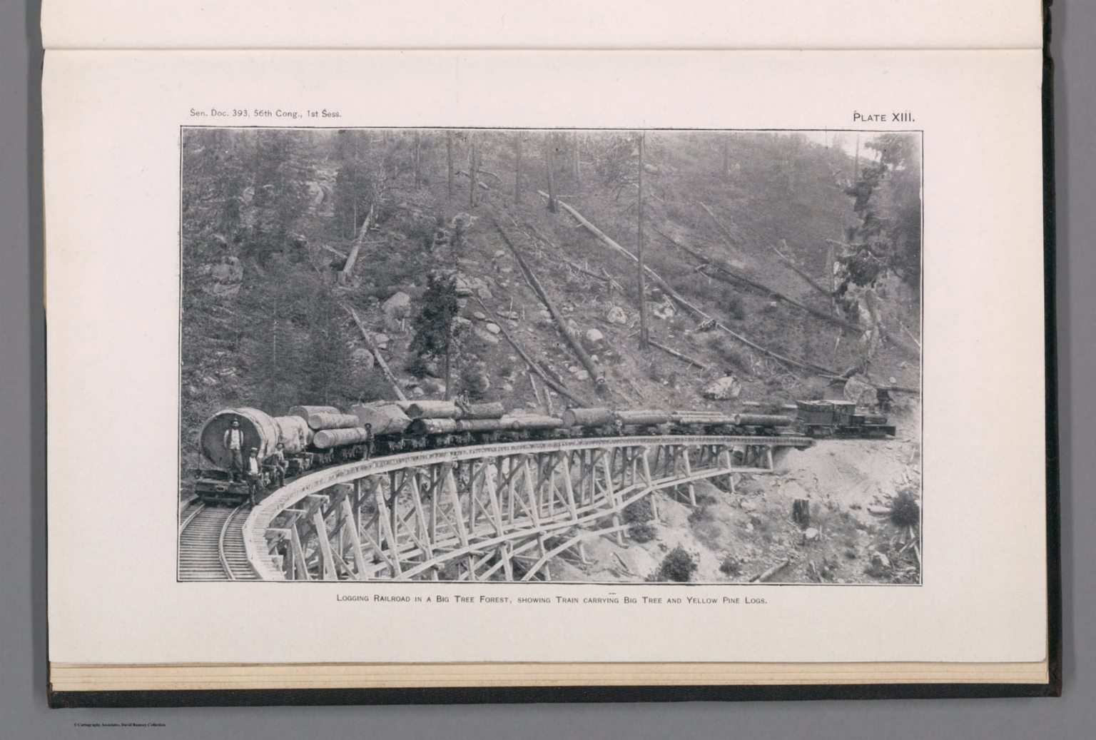 Plate XIII. Logging Railroad in a Big Tree forest - David Rumsey ...