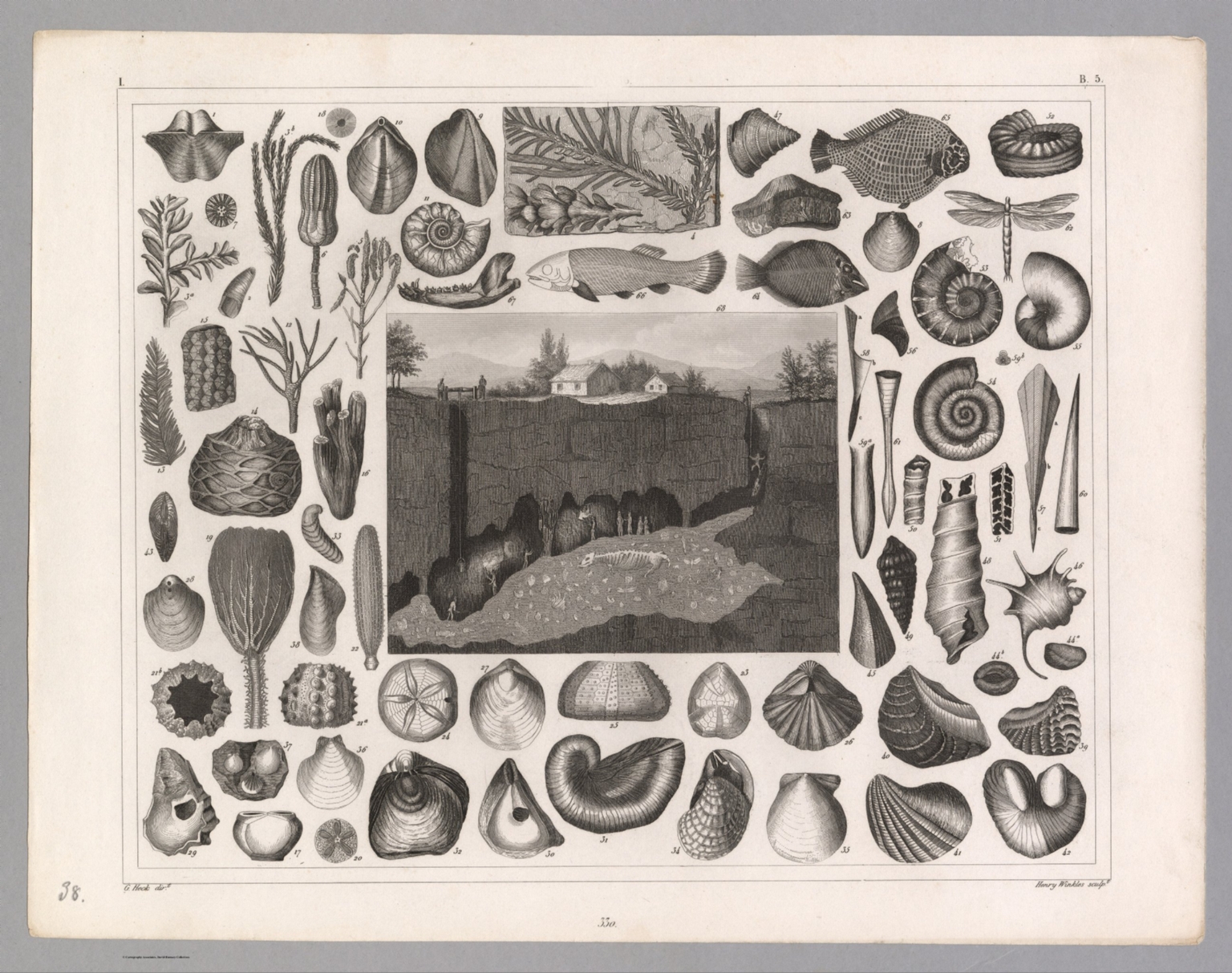 View: Plate 38. Paleontology: Fossils. - David Rumsey Historical Map ...